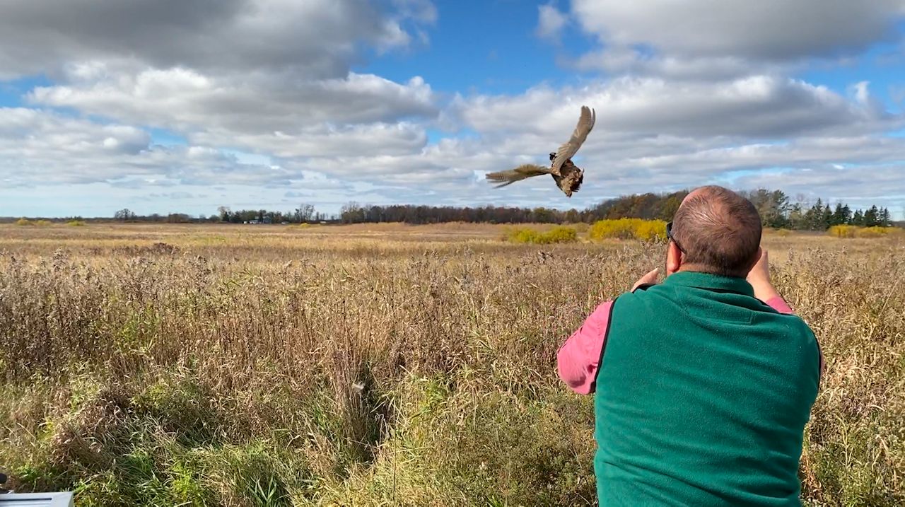 Wisconsin DNR raises, spreads pheasants for hunters