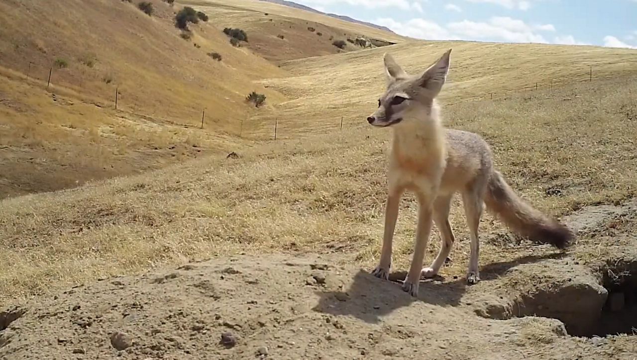 Renewable energy sites may encroach on wildlife habitat