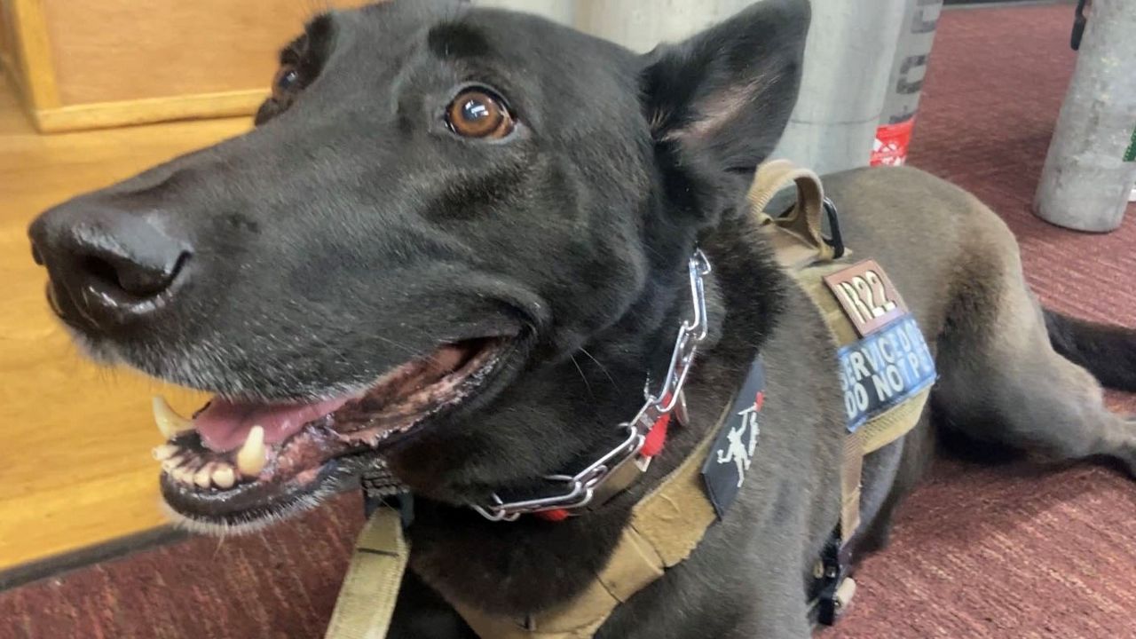 Rescue 22 Foundation trains service dogs to help vets cope