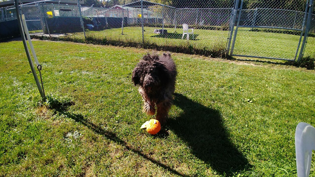 DCHS takes in 16 dogs surrendered by commercial breeders
