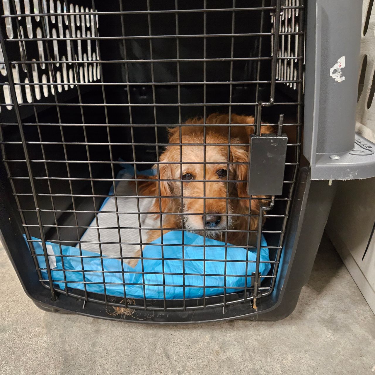 DCHS takes in 16 dogs surrendered by commercial breeders