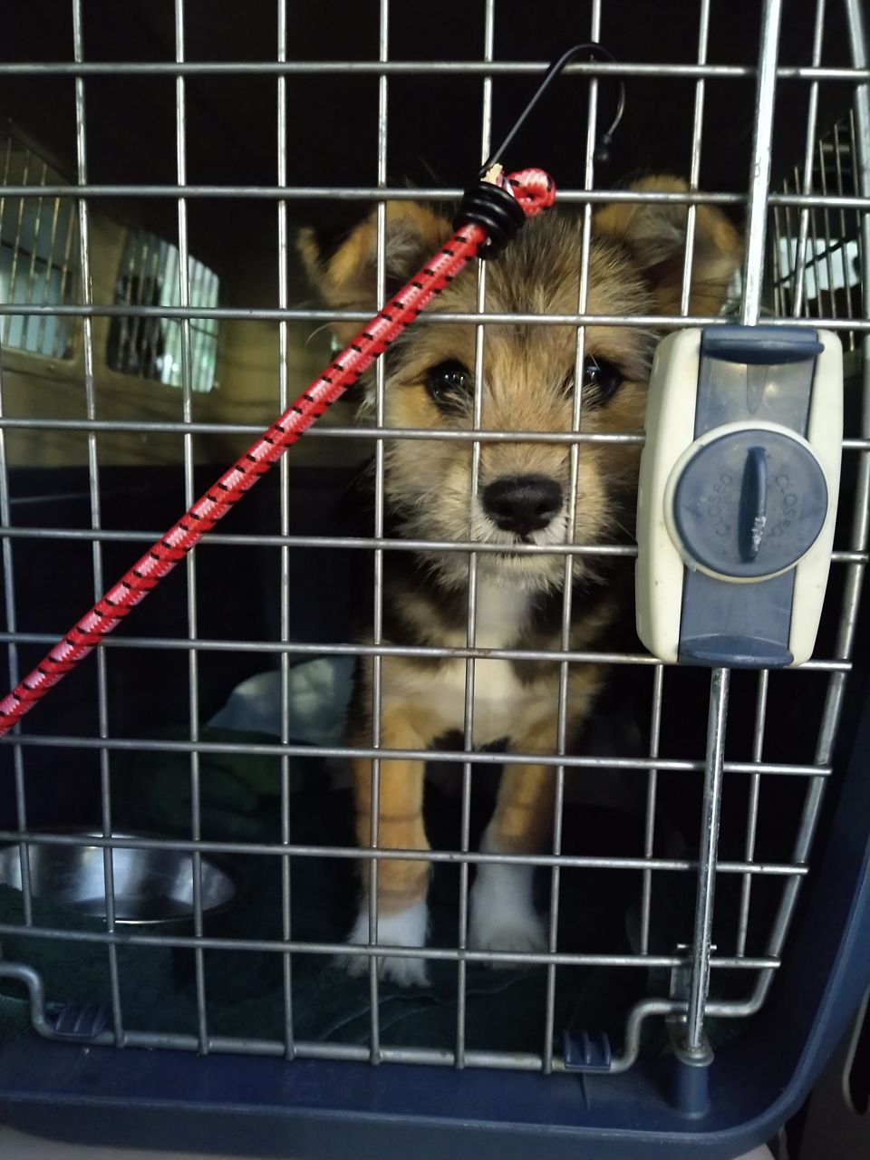 DCHS takes in 16 dogs surrendered by commercial breeders