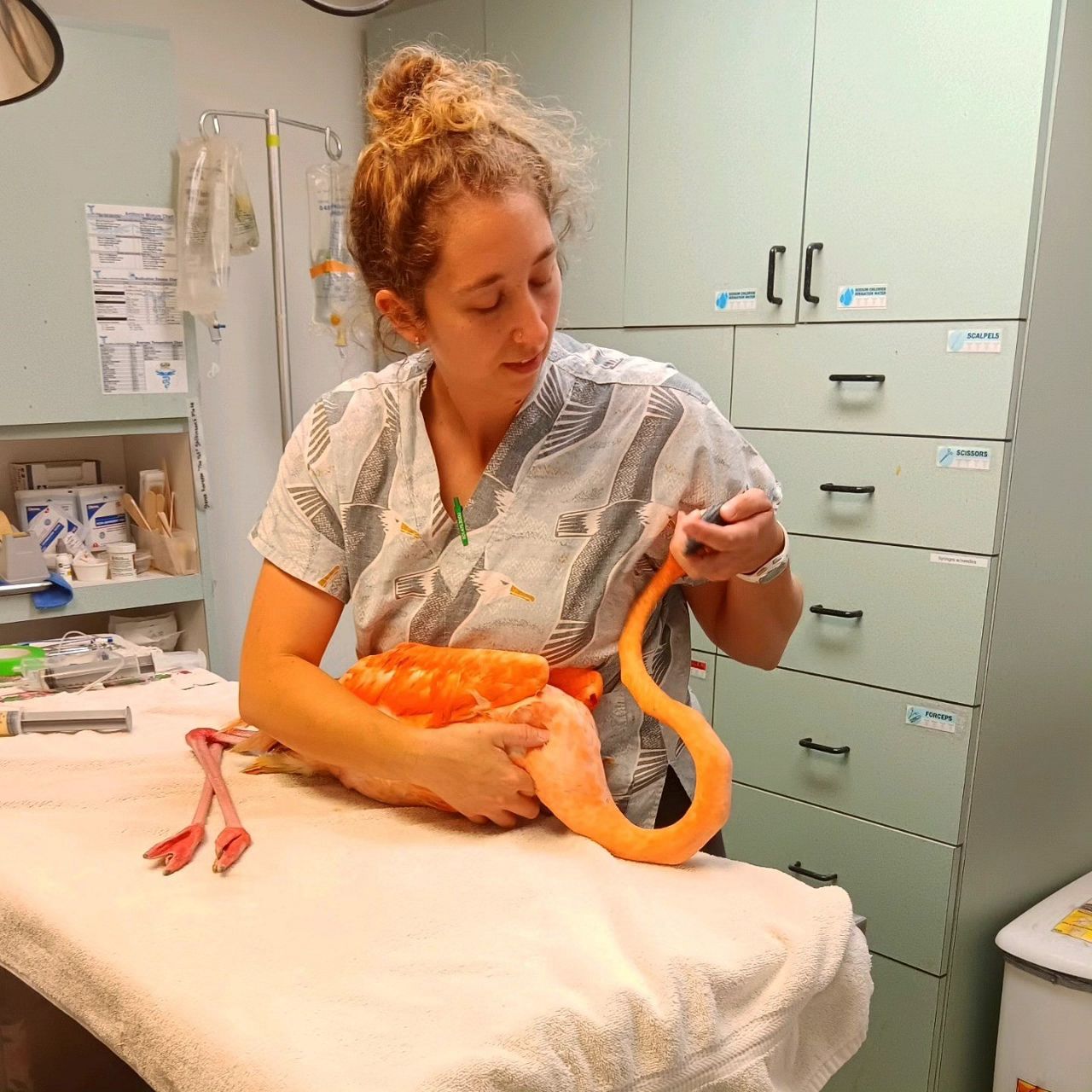 Rescued flamingo recovering at Indian Shores bird sanctuary