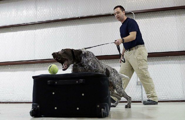TSA Dogs Available for Adoption in San Antonio