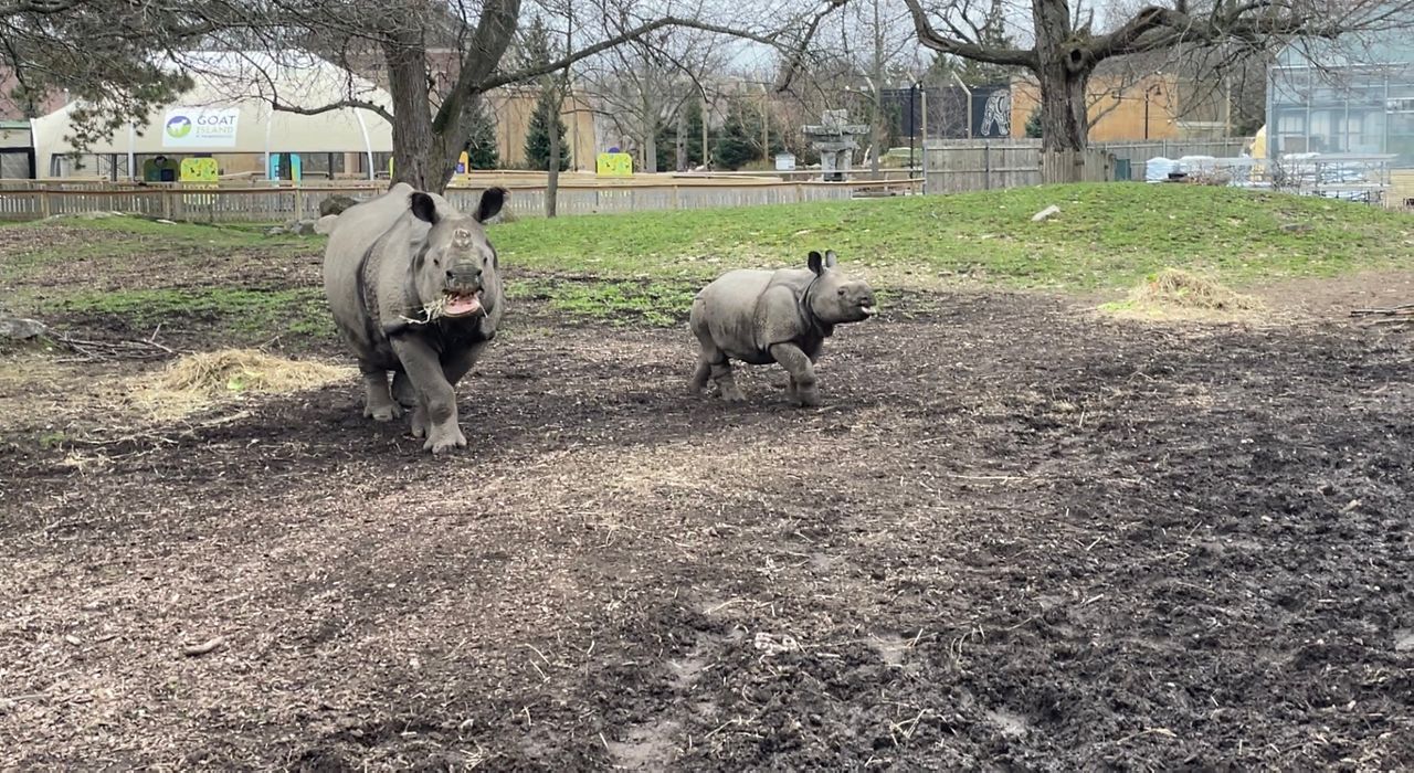 Catching up with Georgia, Buffalo Zoo's newest baby rhino