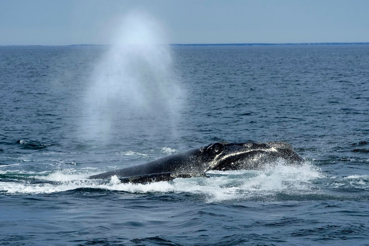 U.S. sets plans to protect whales near offshore wind farms