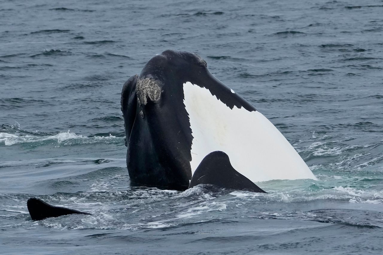 Maine and Massachusetts will spend $27M to help rare whales