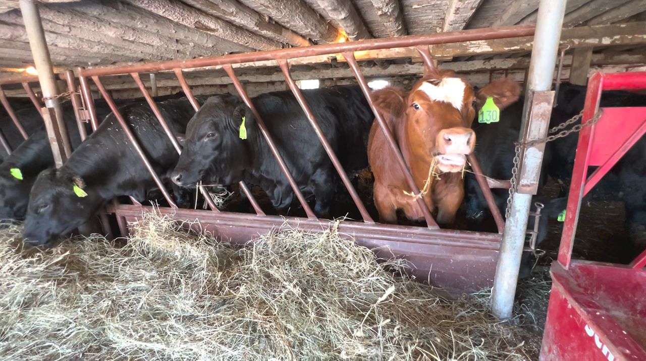 Wisconsin beef farmers facing processing challenges