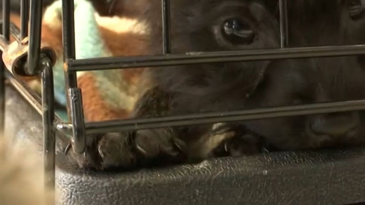 Dogs Known as Naples 85 Ready for Adoption