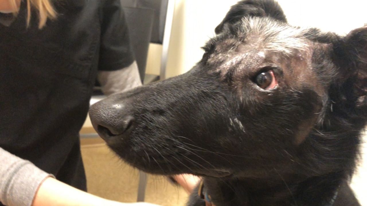 Dog Burned in Abuse Case Now Training to be Therapy Dog