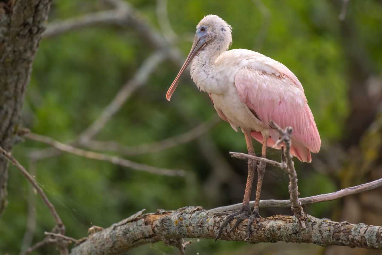 Rare pink bird seen in Wisconsin for first time in 178 years