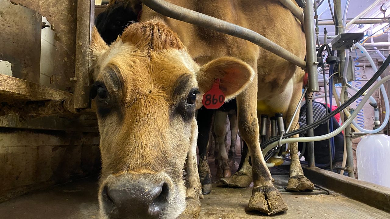 Dairy Farms open creamery in order to stay afloat