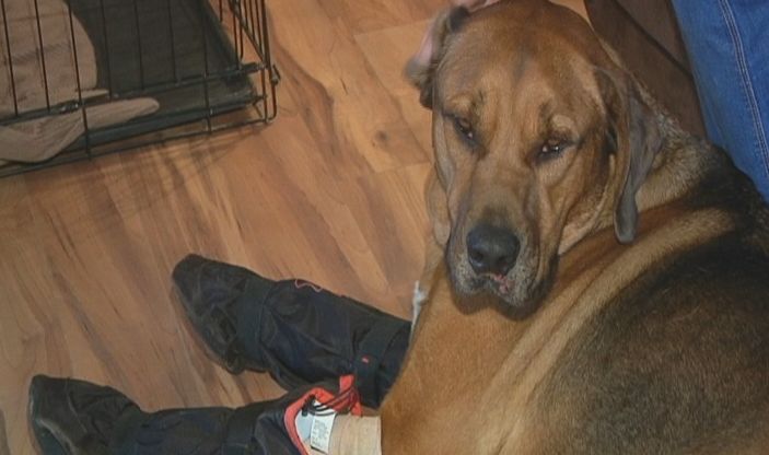 Dog Needs Surgery After Falling Out of Window