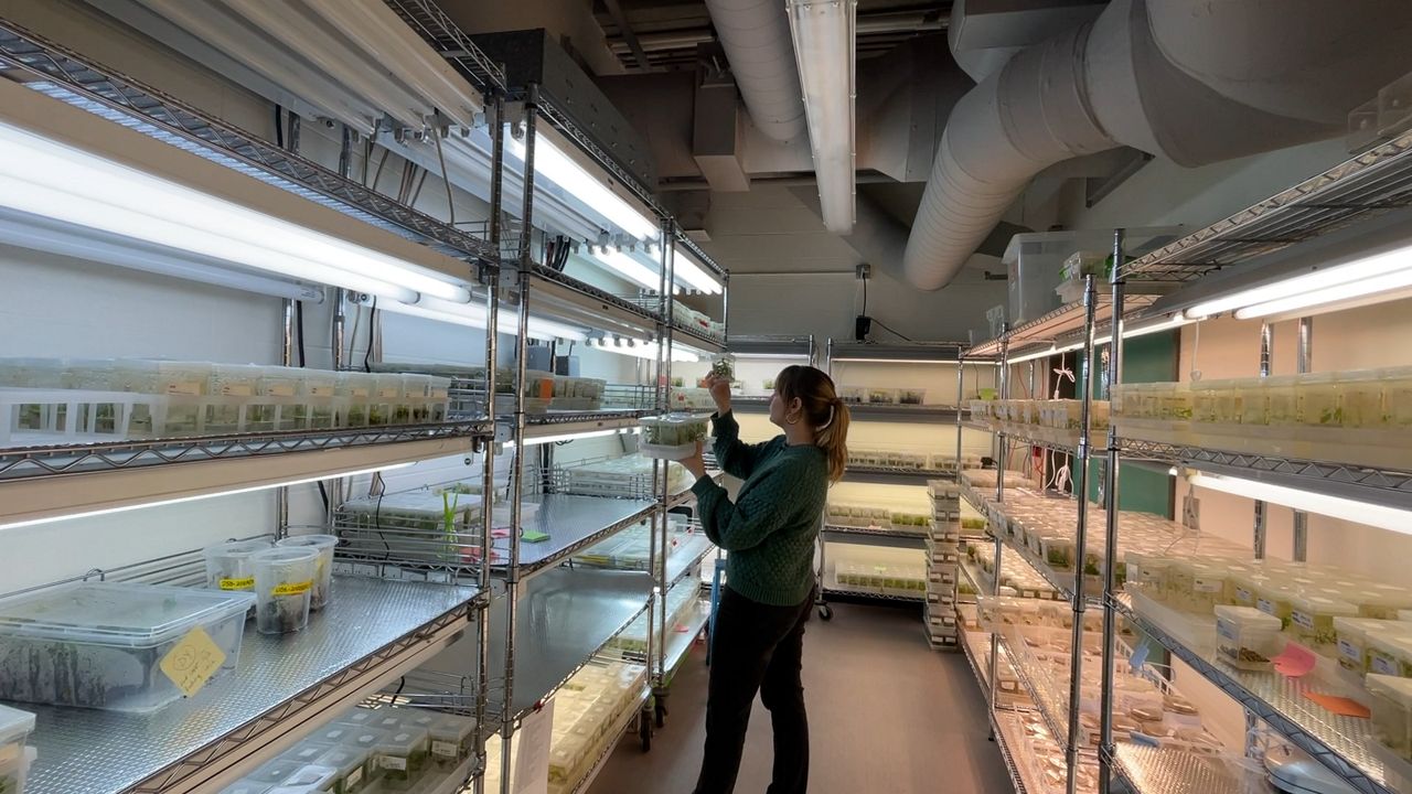 The American Chestnut tree returns to the U.S.