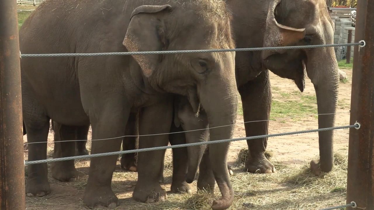 Vaccine gives Syracuse zoo's elephants chance to fight virus