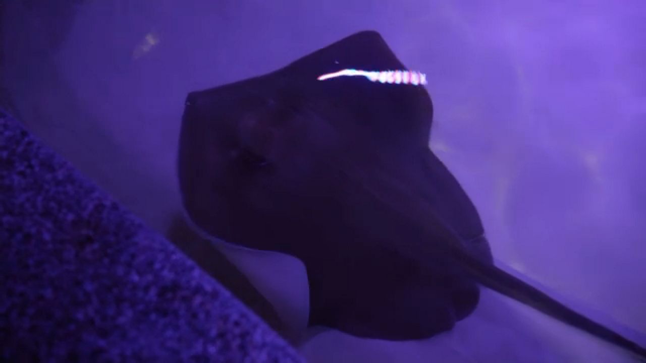 Via Port Rotterdam expands its entertainment exhibitions