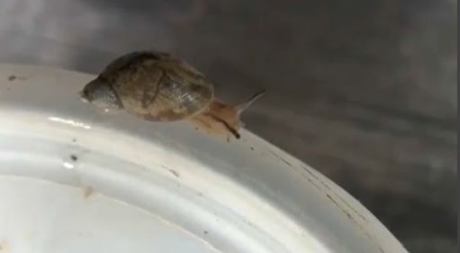 Saving a Native Snail Species