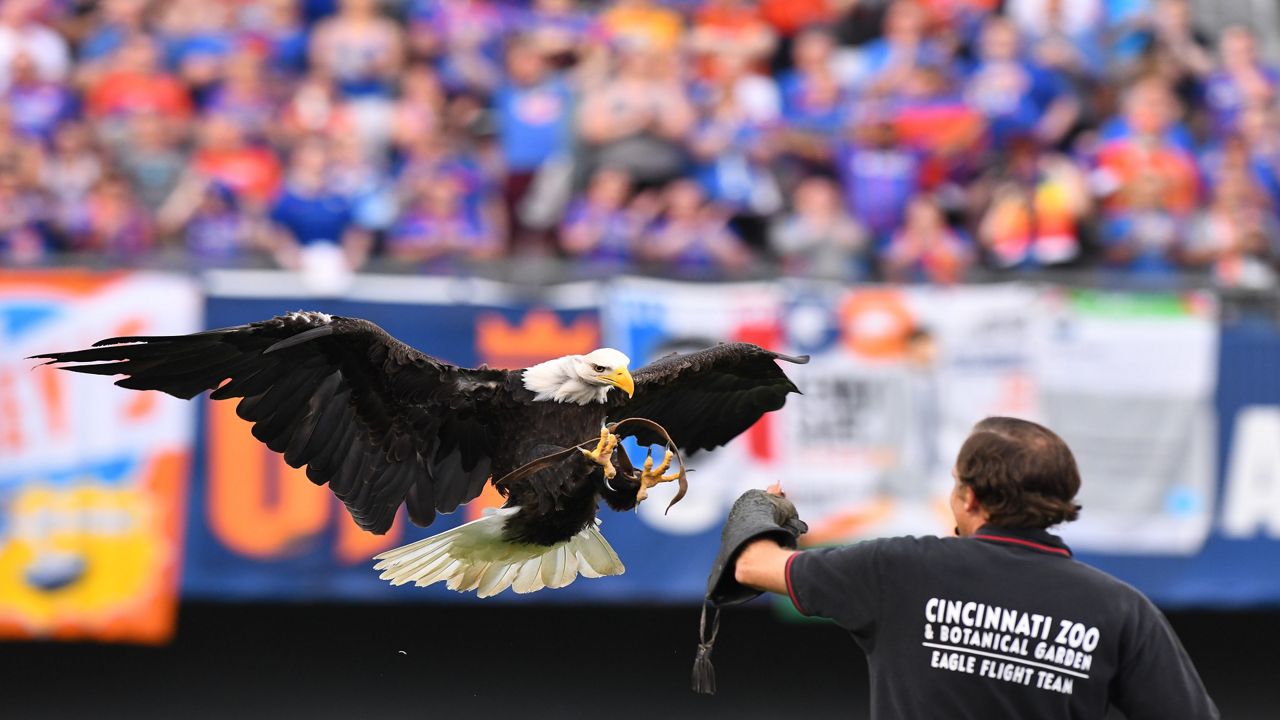 Cincinnati's bald eagle Sam soars into retirement