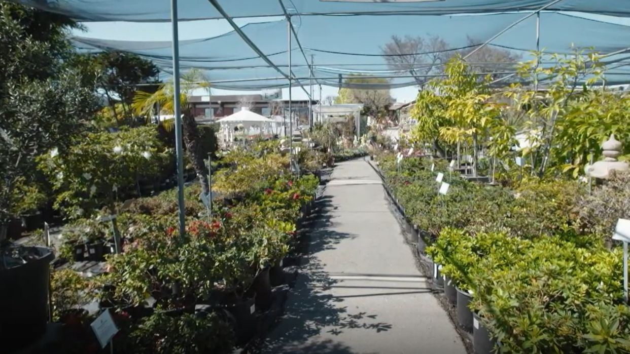 San Gabriel nursery celebrates 100 years