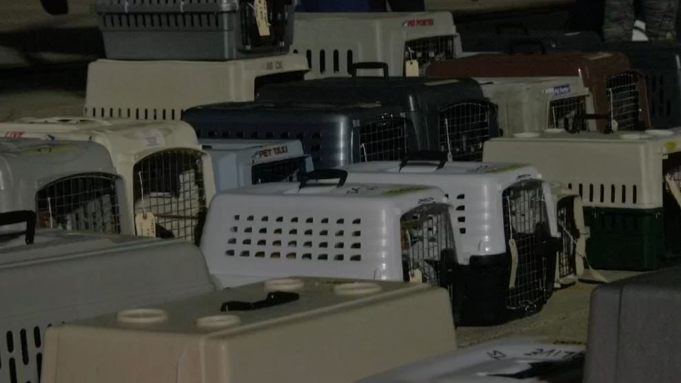 SAPA Dogs Take Flight to ‘Furever’ Homes