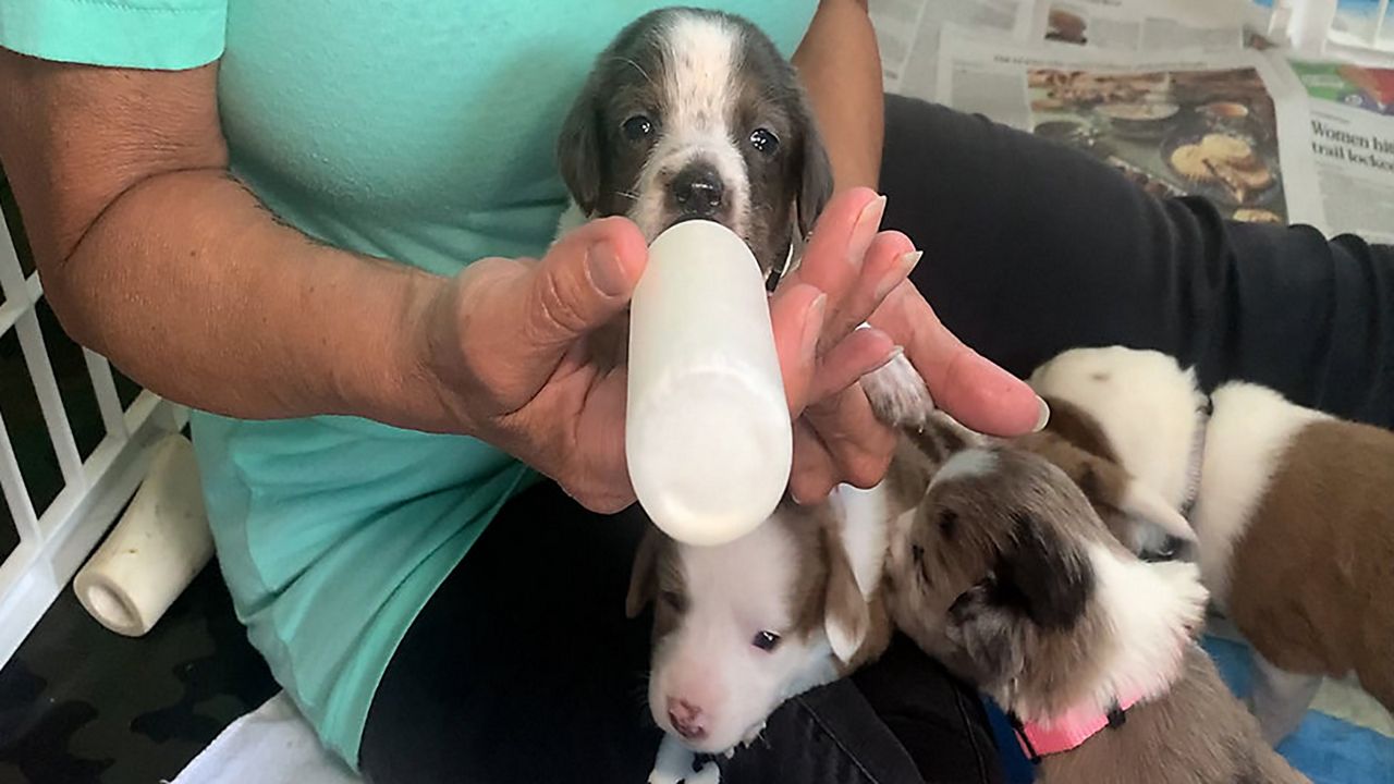 Ohio woman saves lost, stray dogs