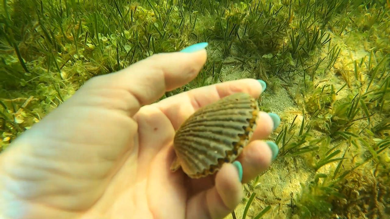 Scalloping is back in Pasco County