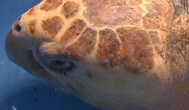 Sea Turtle Recovering from Cataract Surgery, Another Preparing
