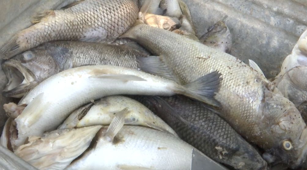 Dead fish wash ashore at White Lake