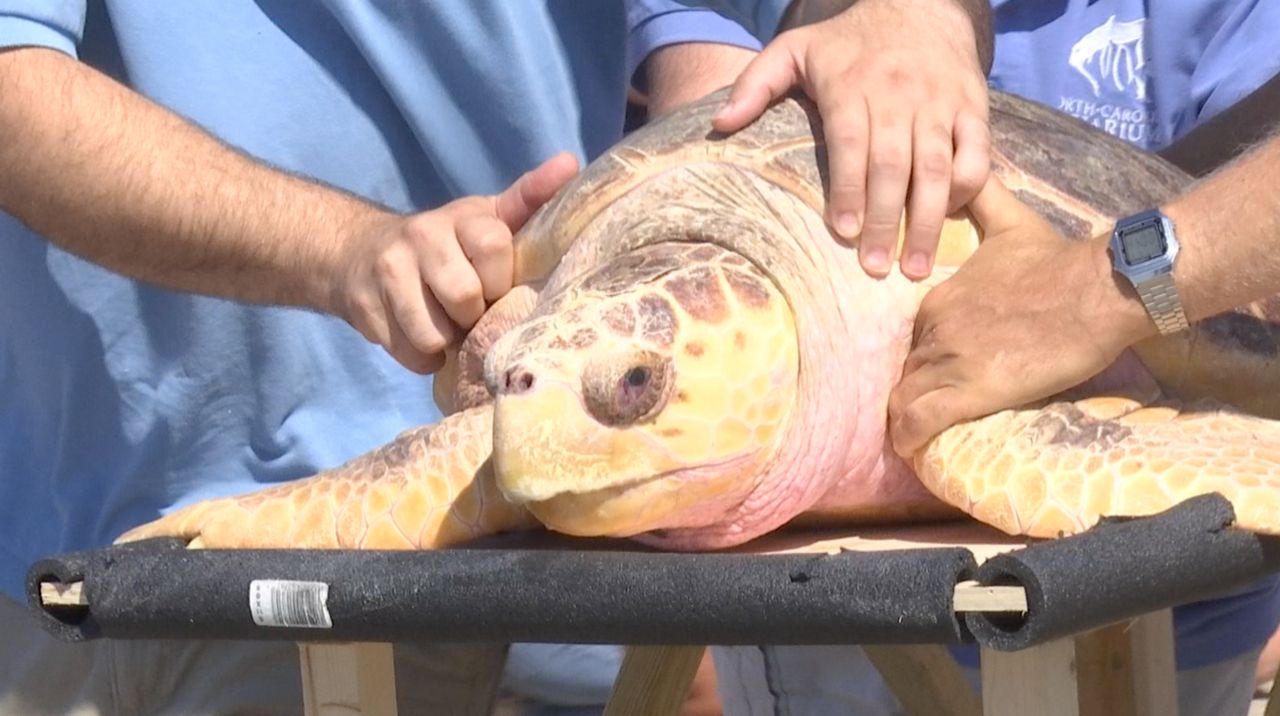 D-Day Sea Turtle release