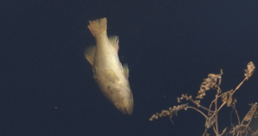 Fish suffocate in New River following Florence