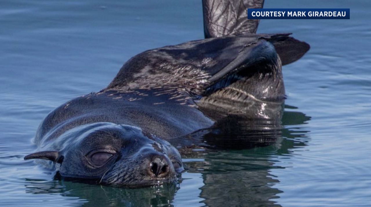 Rare Seal Photographed Near Newport Beach