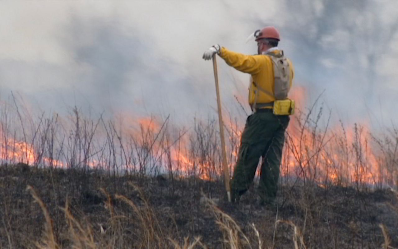 Fire Creates Strong Habitat For Wildlife