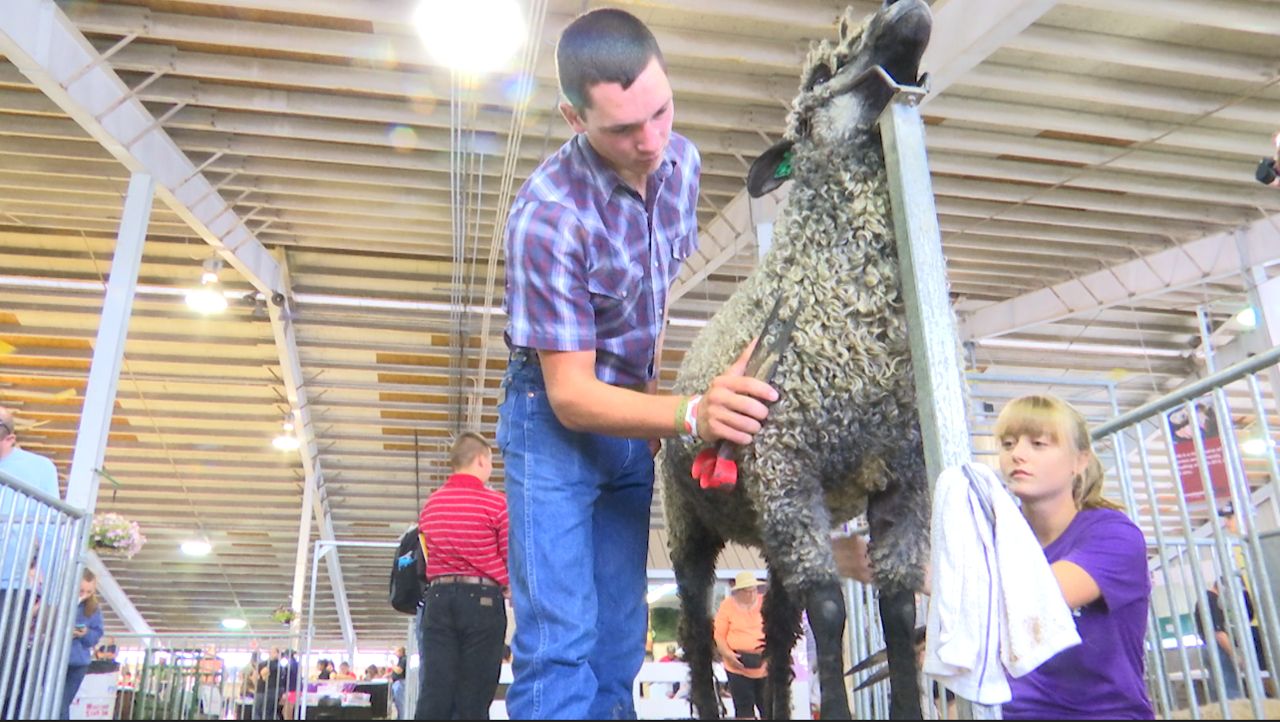 Raising sheep goes back generations for Wisconsin family