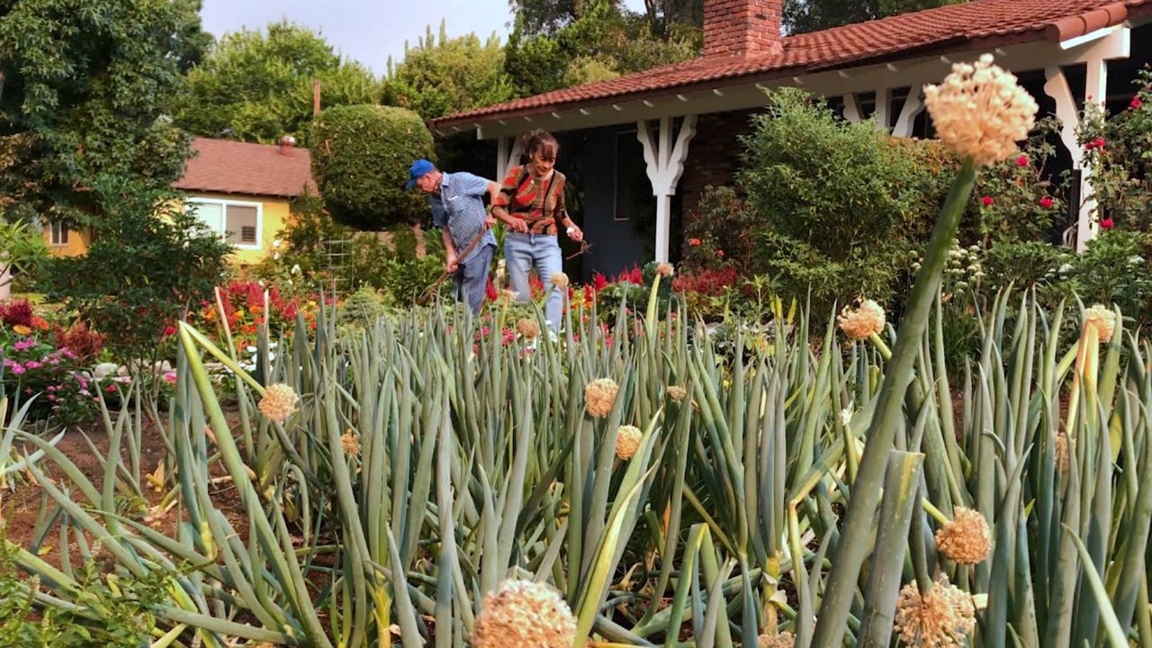 Front Yard Farms Booming Amid COVID-19