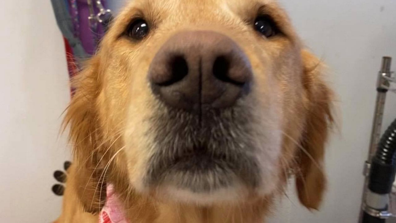 Delmar Dog Groomer Thankful for Albany County Grant