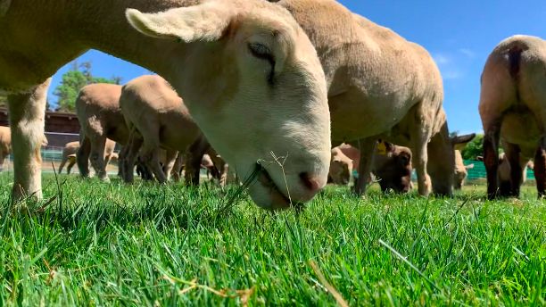 The battle between sheep and lawn mowers at UC Davis