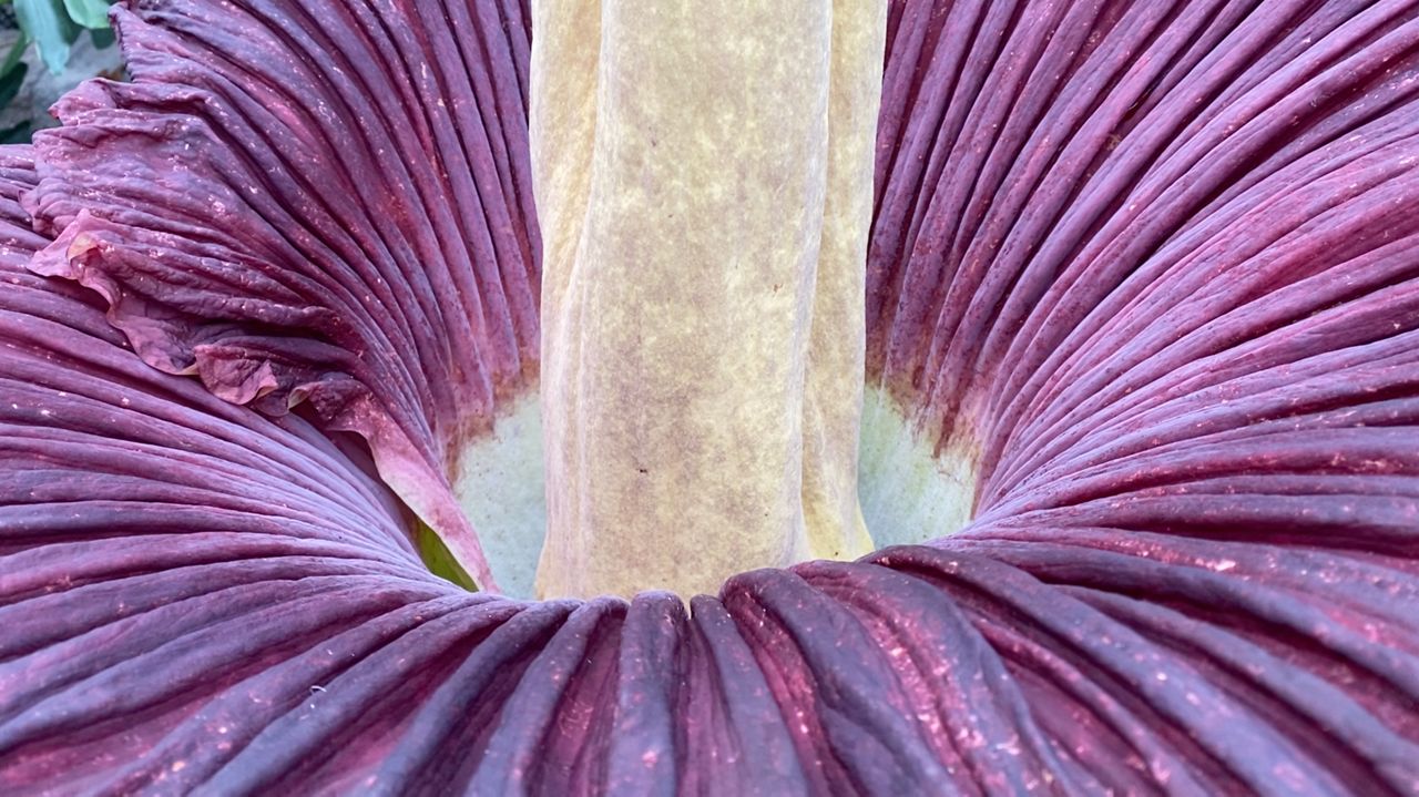 How you can visit the corpse plant at NC State