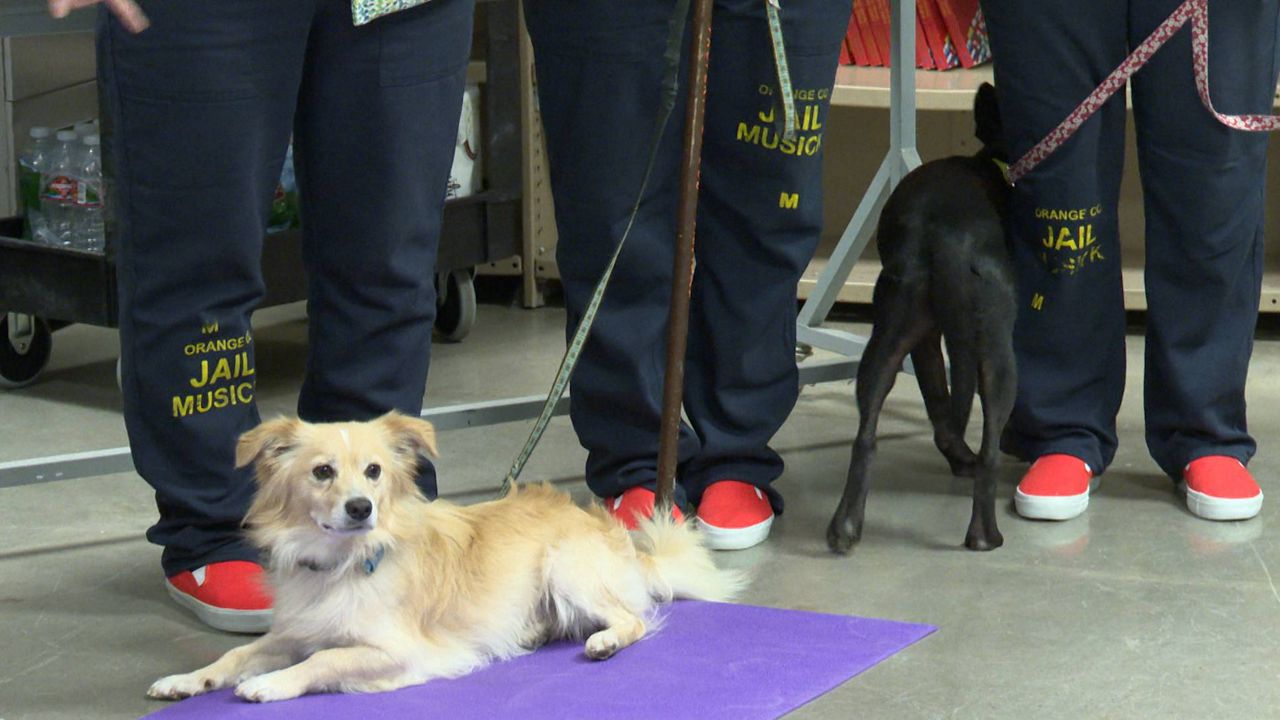 ‘Cell Dog’ program transforms inmates and pups’ lives