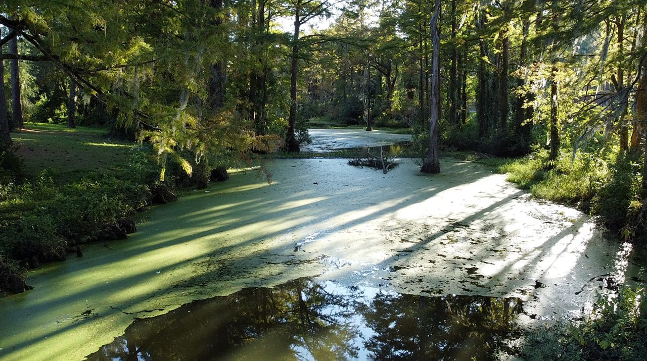 Natural solution for algae bloom in Greenfield Lake