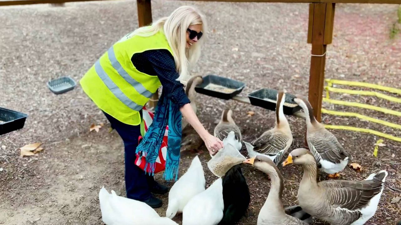 Mother Geese Brigade saves helpless birds