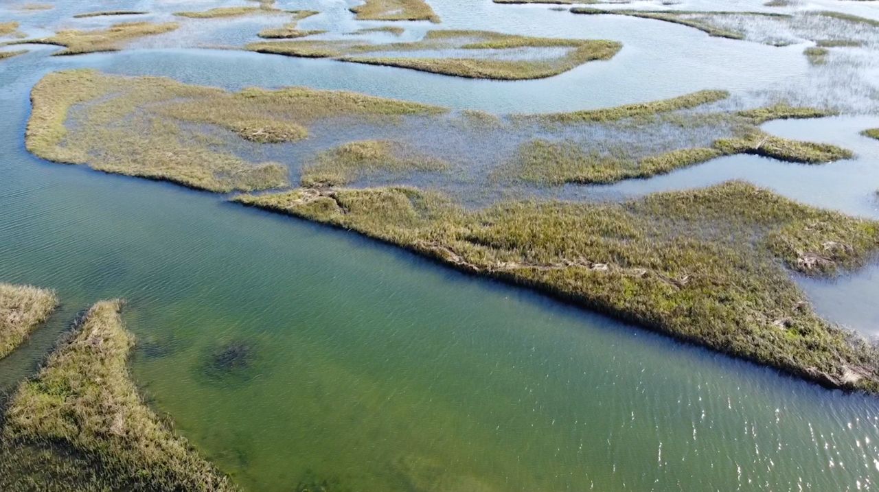 Mapping salt marshes on the coast