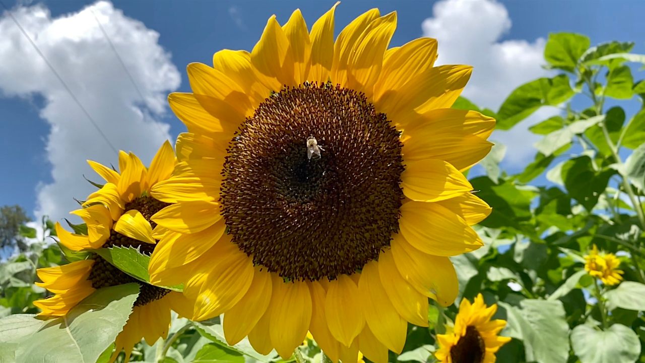 Sweetfields Farm in Masaryktown open until Memorial Day