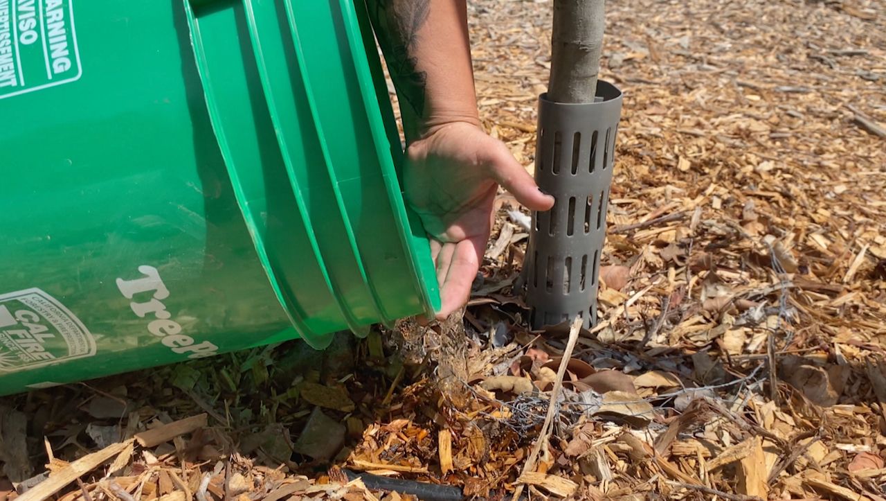 TreePeople shows us how to save trees in drought