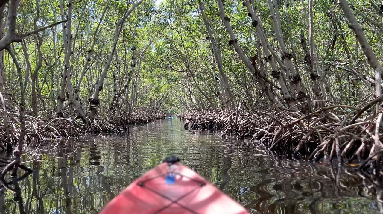 Kayak tours show off beauty of Lido Key mangrove tunnels