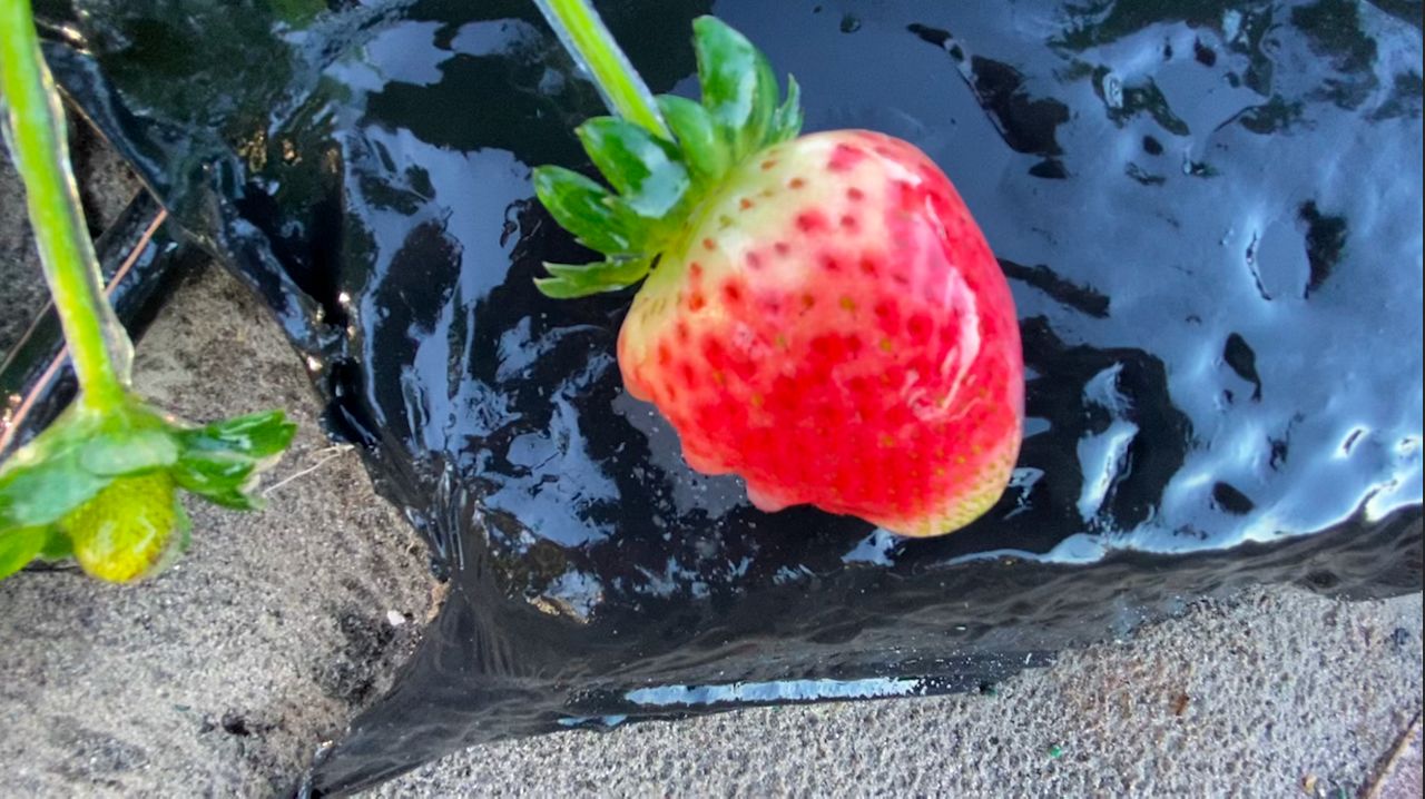 Farmer: Strawberry crops sweeter from cold weather