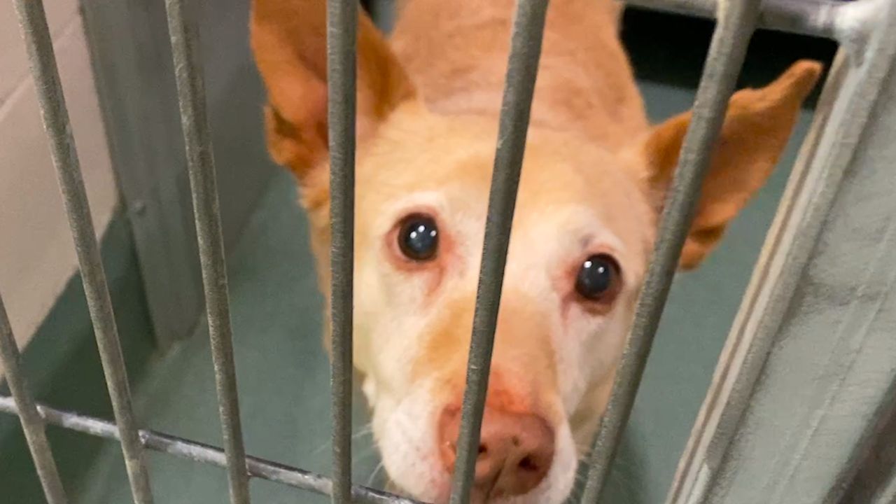 Wake Co. Animal Center Over Capacity, Asking For Help