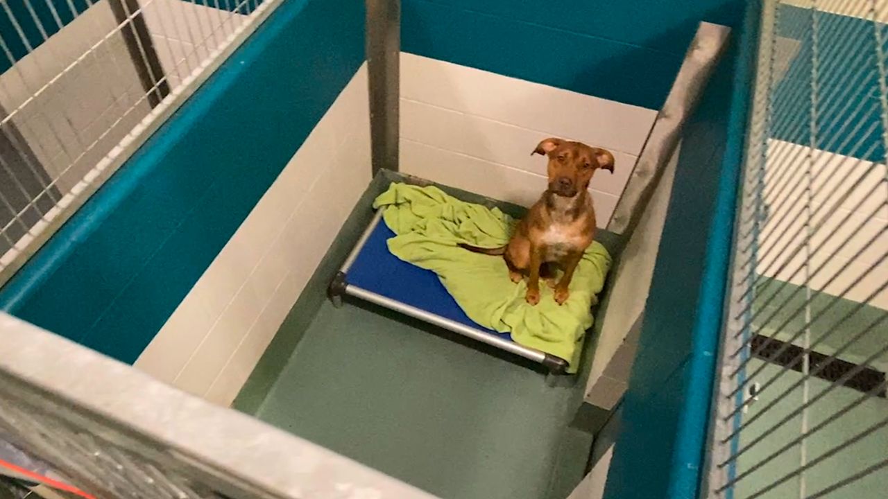 Wake Co. Animal Center Over Capacity, Asking For Help
