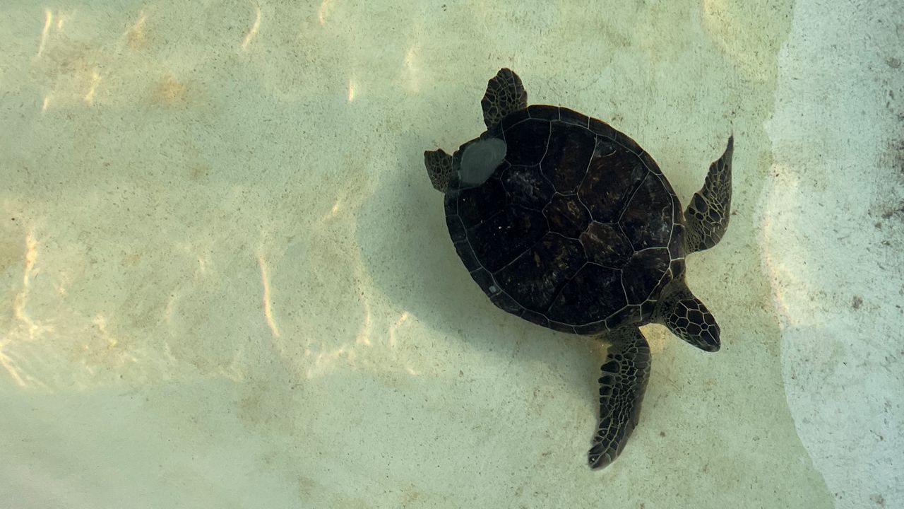 Boat strikes one of sea turtle's biggest threats