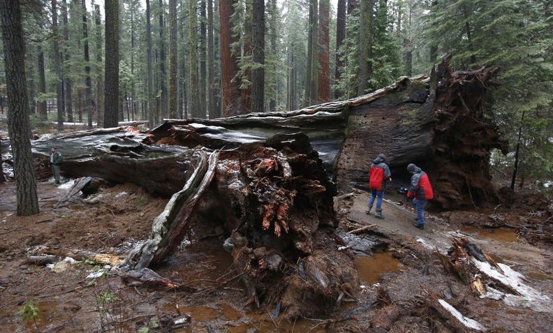 Loss of 2,000-Year-Old 'Drive-Thru' Sequoia Hits Devotees Hard