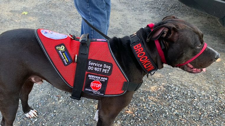 Sorting Out The Confusion Of Service Dogs — And The Rights They Hold ...
